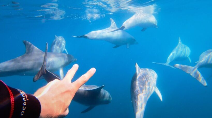 Adelaide: 4-Hour Swimming with Dolphins Experience - Who Will Love This Tour?