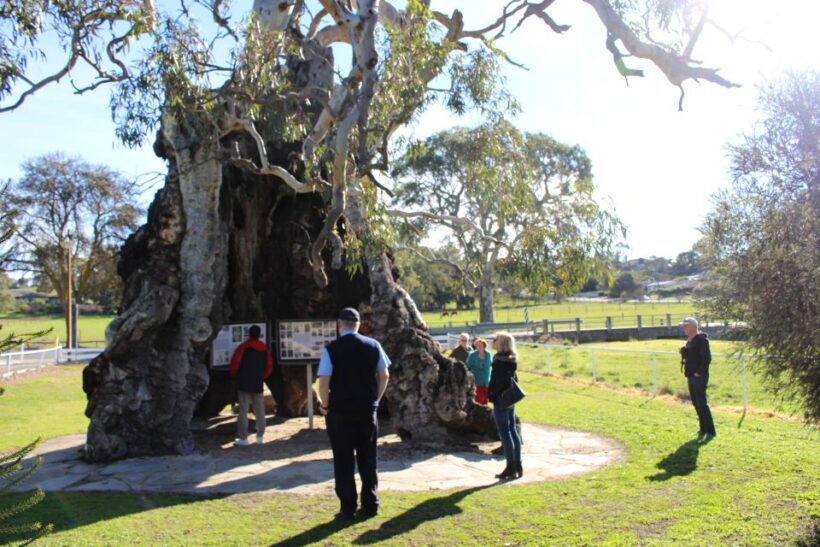 Adelaide: Barossa and Adelaide Hills Tour with Lunch - Who Will Enjoy This Tour?