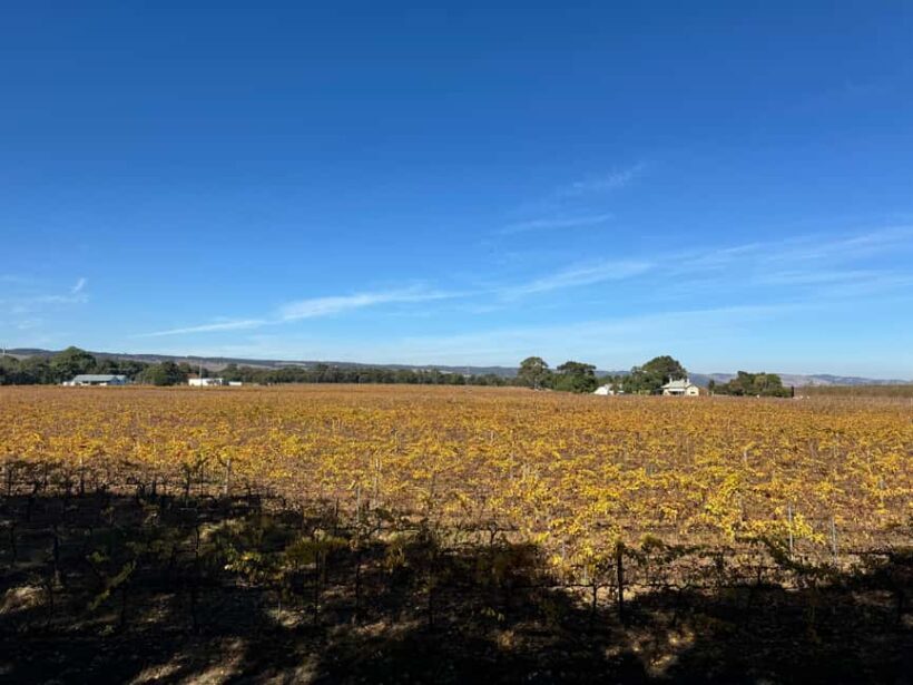 Adelaide City Highlights via Hahndorf Half-Day Tour - Key Points