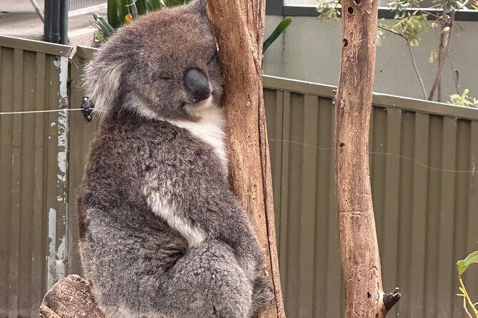 Adelaide Cruise Ship Tours to Hahndorf & Hills Wildlife Wonders - A Closer Look at the Itinerary: What to Expect