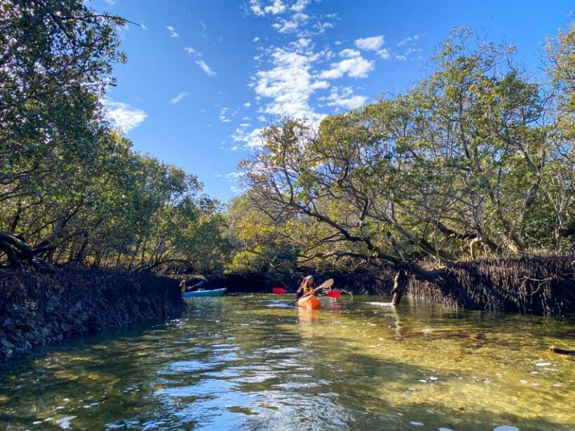 Adelaide: Dolphin Sanctuary 1 or 2-Person Kayak Rental - Key Points