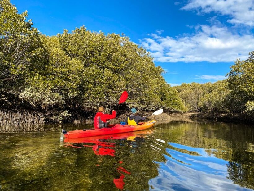 Adelaide: Dolphin Sanctuary 1 or 2-Person Kayak Rental - Exploring the Experience in Depth