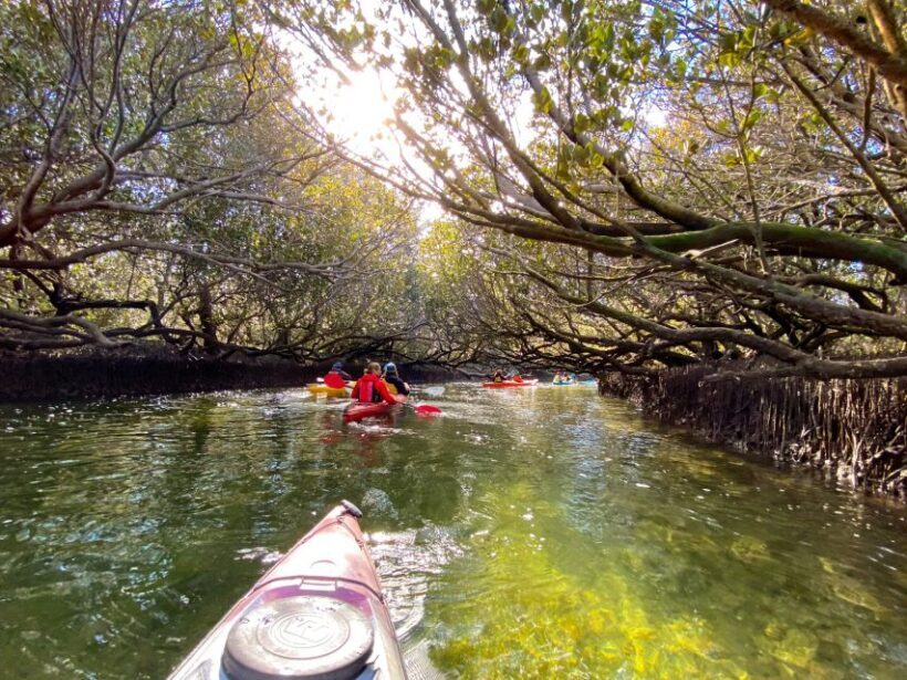 Adelaide: Dolphin Sanctuary Mangroves Kayak Tour - Key Points