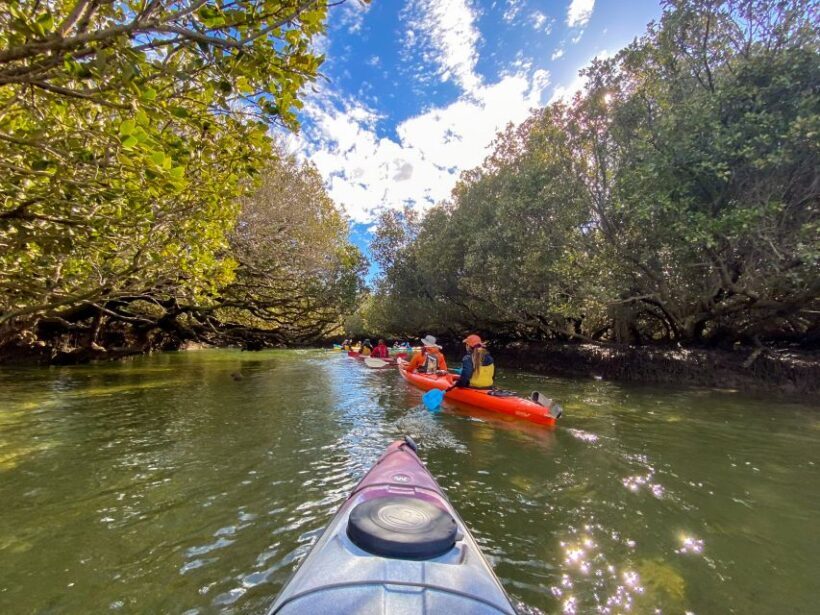 Adelaide: Dolphin Sanctuary Mangroves Kayak Tour - Authentic Reviews That Speak Volumes