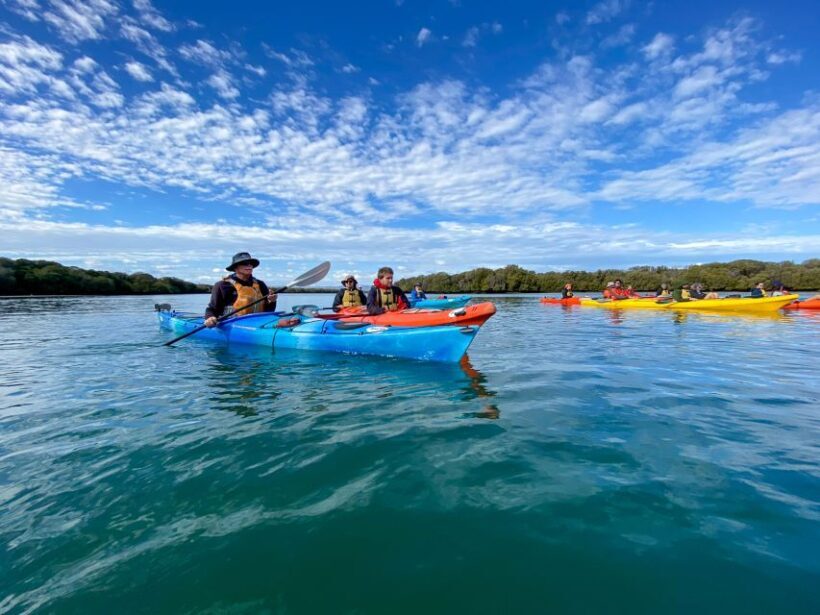 Adelaide: Dolphin Sanctuary Mangroves Kayak Tour - Final Thoughts: Is This Experience Worth It?
