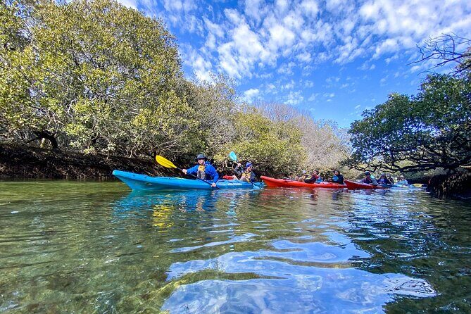 Adelaide Dolphin Sanctuary Mangroves Kayaking Tour - Value and Practical Considerations