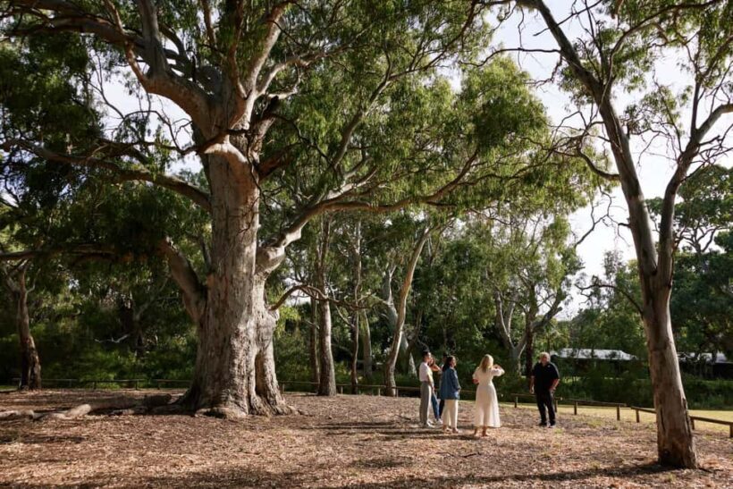 Adelaide: Guided Warriparinga Cultural and Historical Tour - Key Points