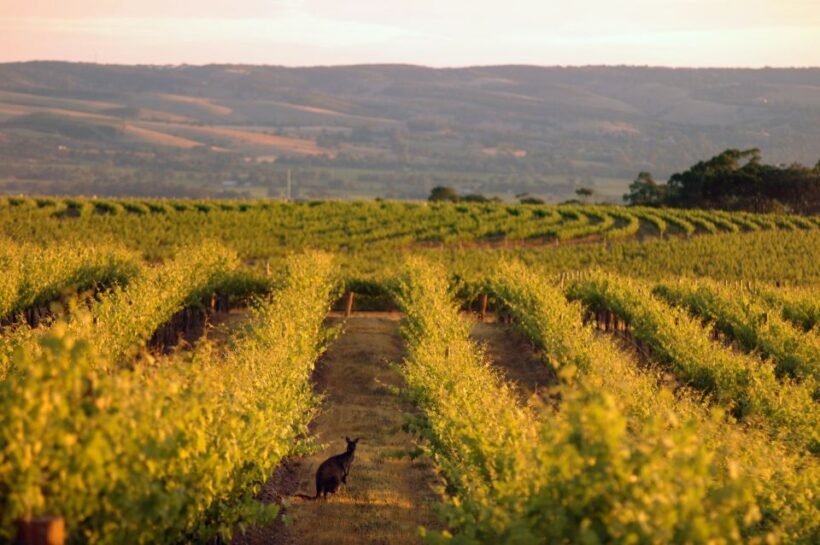 Adelaide: Highlights, Hahndorf & McLaren Vale Wine Tasting - The Sum Up: Who Should Consider This Tour?