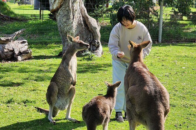 Adelaide Hills Cleland Wildlife Park and Hahndorf Minibus Tour - Key Points