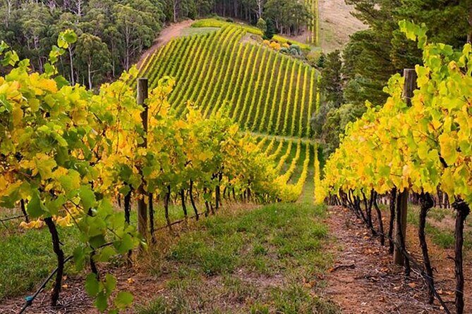 Adelaide Hills Divine Wine Tour - In-Depth Review of the Adelaide Hills Divine Wine Tour