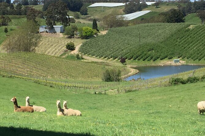 Adelaide Hills & Hahndorf Private Wine Tours - Full Day - How the Experience Unfolds