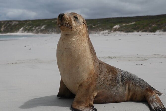 Adelaide: Kangaroo Island 2-Day Epic Adventure Small Group tour - Practical Details and What They Mean for You