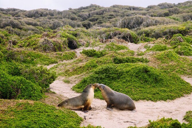 Adelaide: Kangaroo Island 2-Day Epic Adventure Small Group tour - The Sum Up