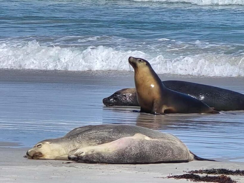 Adelaide: Kangaroo Island 2-Day Epic Wildlife Adventure - Why This Tour Is Perfect for You