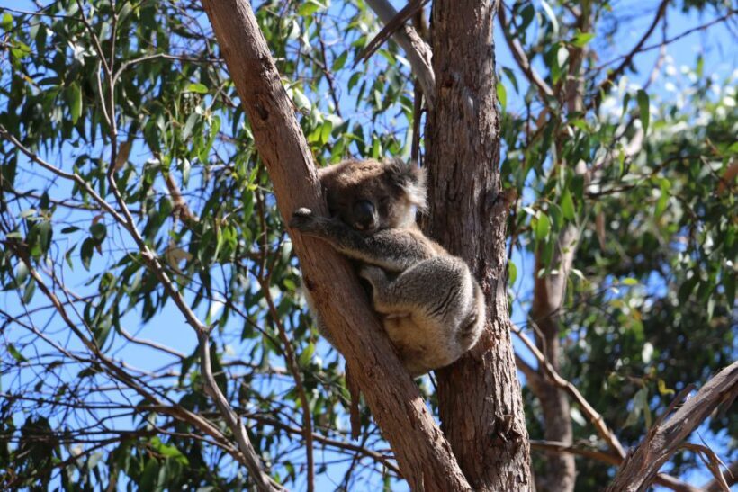 Adelaide: Morialta Wilderness and Wildlife Hike - Authentic Insights from Reviews