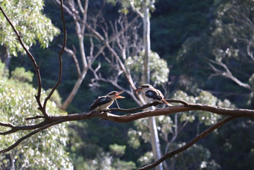 Adelaide: Morialta Wilderness and Wildlife Hike - Who Will Love This Tour?