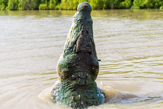 Adelaide River Cruises - Jumping Crocodile Experience - The Experience in Detail
