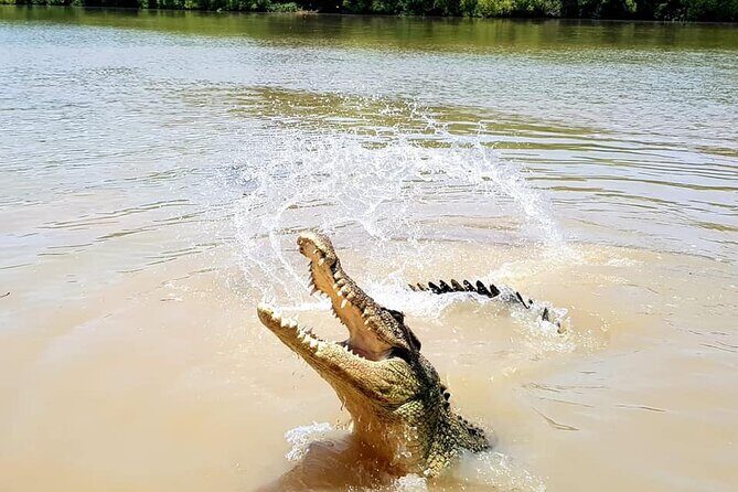Adelaide River Cruises - Jumping Crocodile Experience - The Sum Up: Is It Worth It?