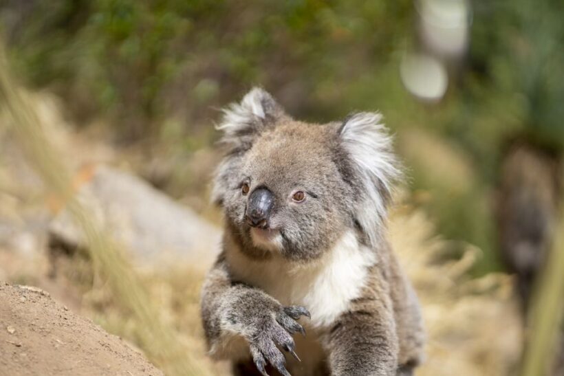 Adelaide: Rock Climbing and Abseiling Experience in Morialta - Who Should Consider This Tour