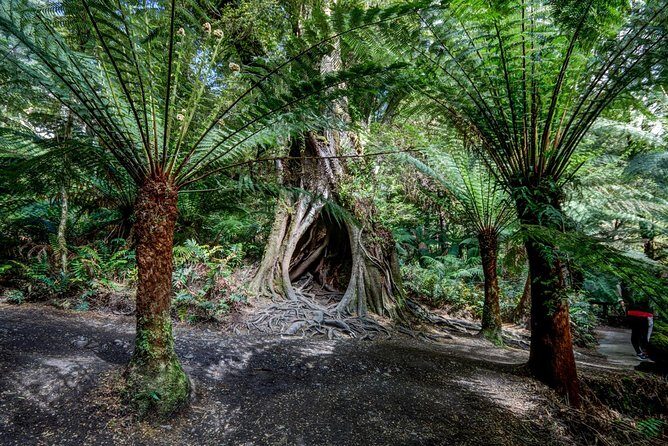 Adelaide to Melbourne 3-Day Trip through Grampians and Great Ocean Road - The Itinerary in Detail