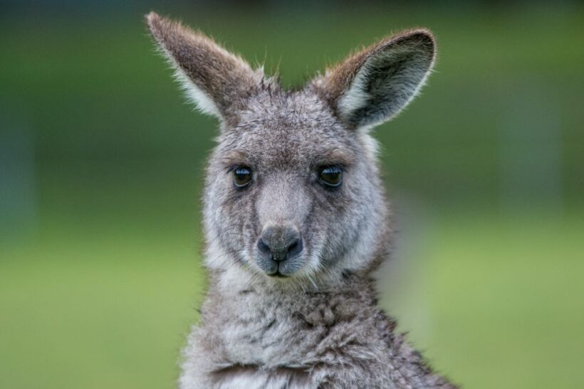 Adelaide to Melbourne: 3-Day Ultimate Overland Journey - FAQ