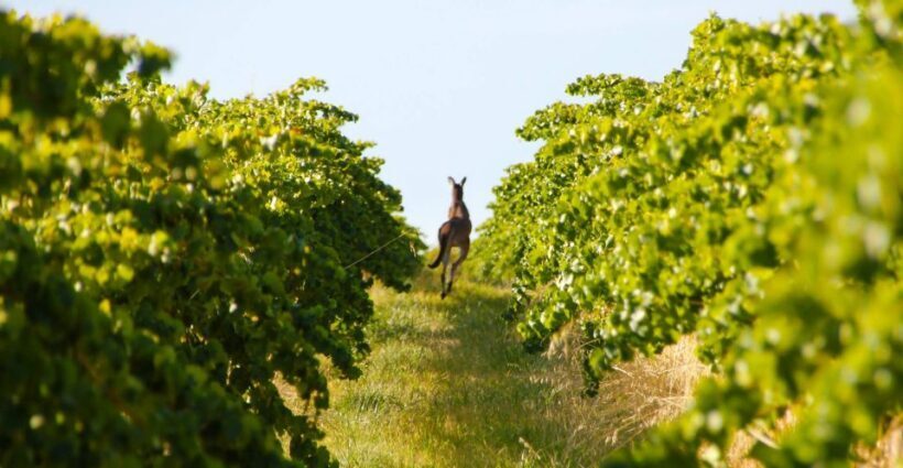 Adelaide: Wine and Wildlife 4WD Tour - Key Points