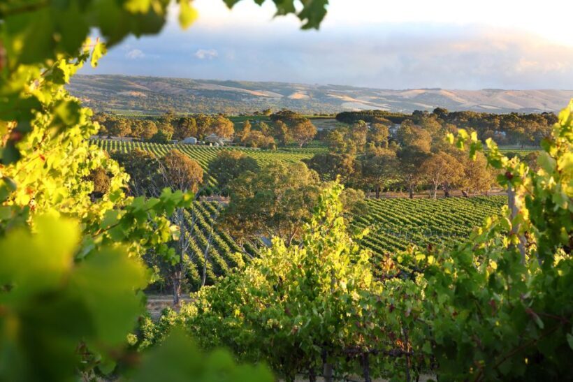 Adelaide: Wine and Wildlife 4WD Tour - The Sum Up