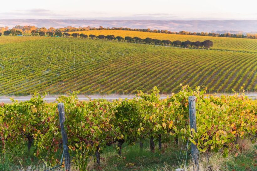 Adelaide: Wine and Wildlife 4WD Tour - FAQ