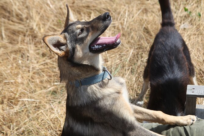 Admission Pass to Eagle Heights in Kent - FAQ