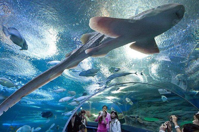 Admission Ticket to Underwater World Pattaya with Return Transfer - A Closer Look at the Experience