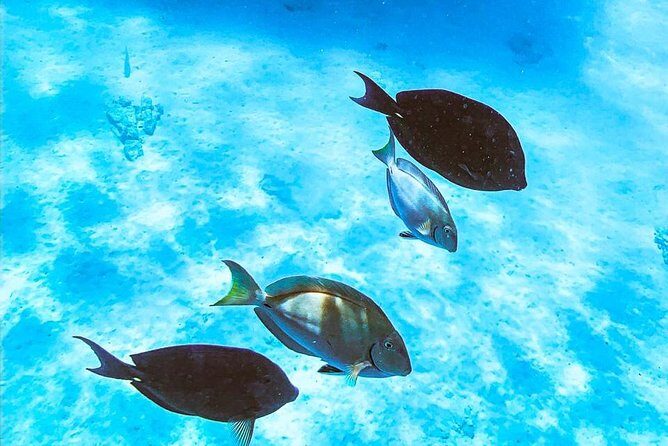 Adults Only Catalina Bay Small Group Snorkel & Sunset Sail - Who Should Consider This Tour?