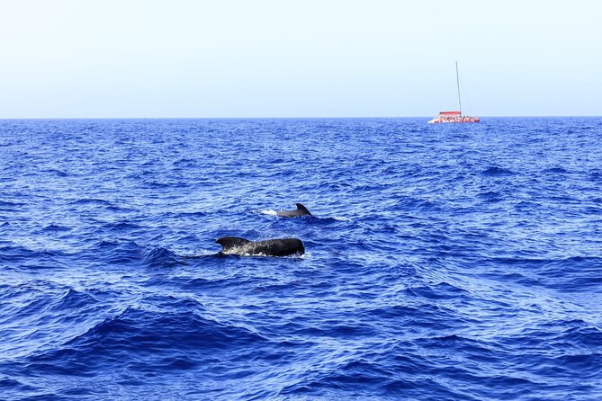 Adults Only Tenerife Freebird Whale Dolphin Catamaran with Lunch - Who Is This Tour Best For?
