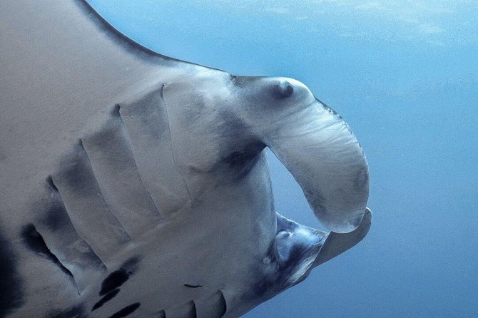 Advanced Open Water Course - Advanced Certification in Lembongan (next to Bali) - Authentic Experiences and Reviews