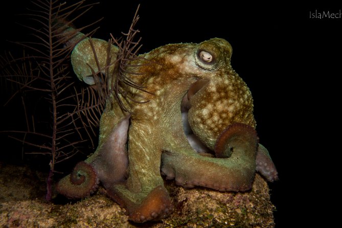 Advanced Open Water Course - Adventure Dives for Certification Training