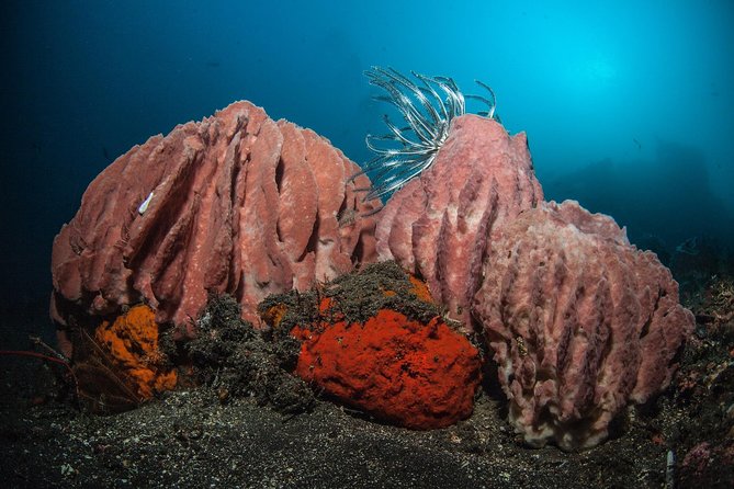 Advanced Open Water Course in Pemuteran - Certification in Bali (Menjangan park) - FAQ