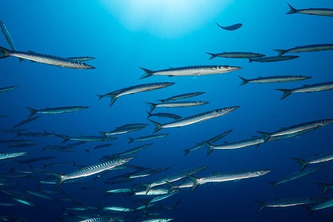 Advanced Open Water Diver course - Who Should Consider This Course?