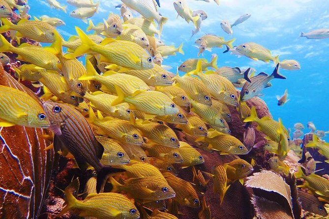 Advanced Open Water Diver course PADI in Playa del Carmen - Itinerary Breakdown: What to Expect
