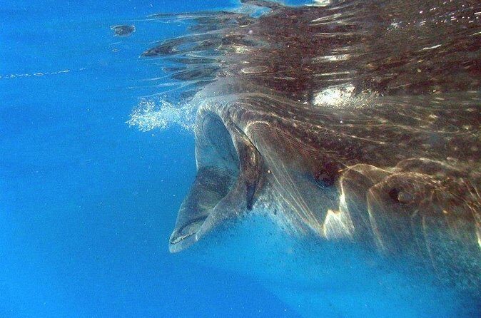 Adventure and Snorkel with the Whale Shark departing from Cancun - Practical Tips