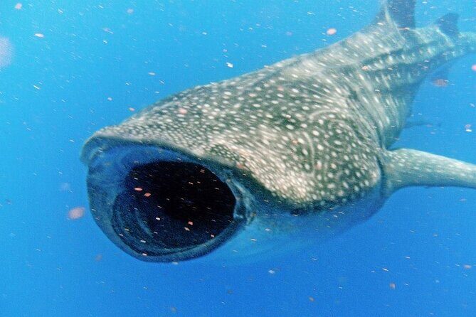 Adventure and Snorkel with the Whale Shark From Playa del Carmen - What to Expect from the Tour