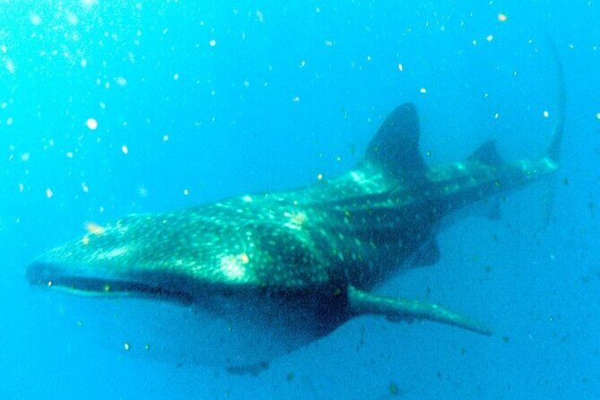 Adventure and Snorkel with the Whale Shark From Playa del Carmen - The Itinerary in Detail