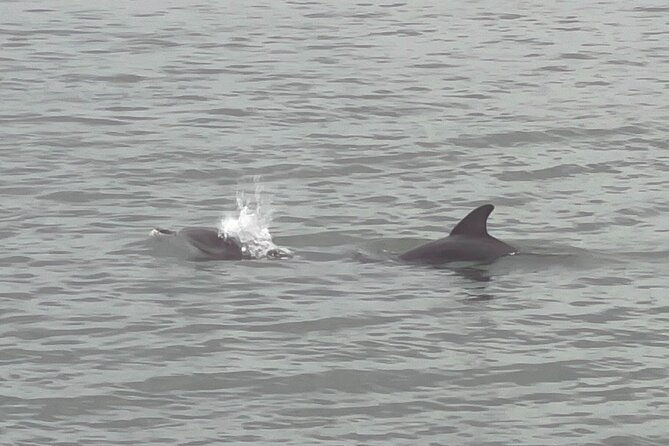 Adventure Boat Tours - One Hour Dolphin/Eco/History/Sightseeing Boat Tour - Customer Reviews and Experiences