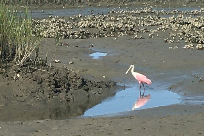 Adventure Boat Tours - One Hour Dolphin/Eco/History/Sightseeing Boat Tour - Frequently Asked Questions