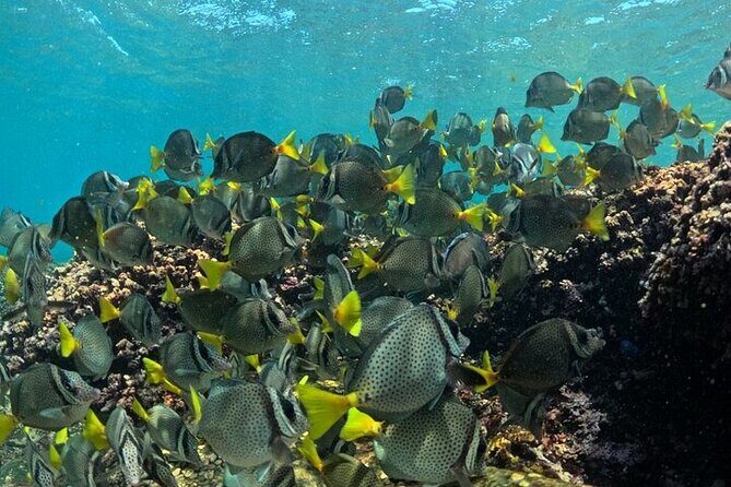 Adventure DE Snorkeling at Dawn - Frequently Asked Questions