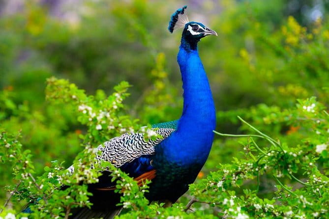 Adventure safari Experience in Hurulu Eco Park, Sri Lanka - The Sum Up