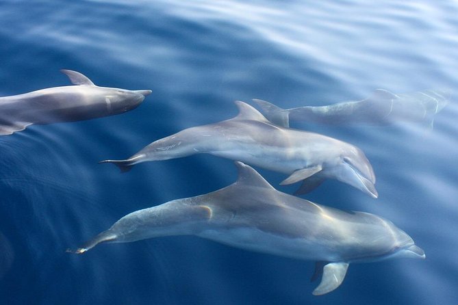 Adventure Sailing 4 Night Dubrovnik Cruise on the Huck Finn Cat - Exploring the Dalmatian Coast