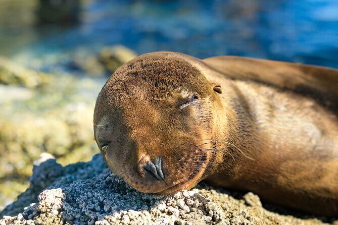 Adventure to Espiritu Santo Island: Snorkel with Sea Lions and Beach - FAQ