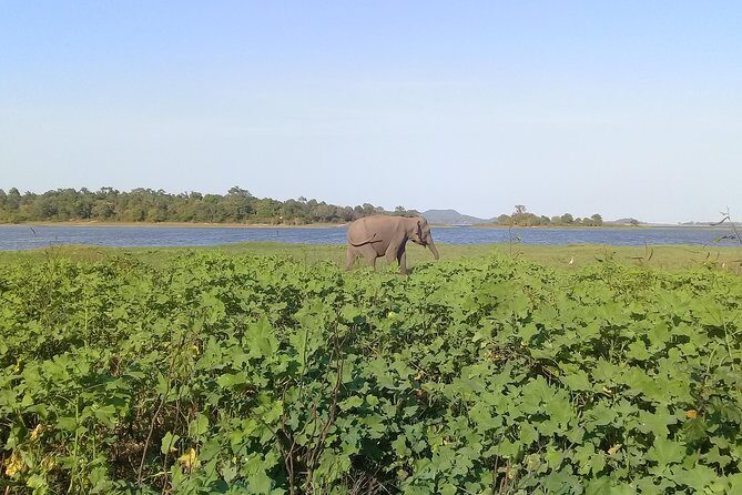 Adventure trincomalee to sigiriya and wild safari ,village tour - Exploring the Trincomalee to Sigiriya and Wild Safari Tour: A Detailed Look