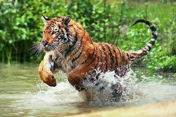 Adventures Ranthambore Wildlife Safari Tour from Delhi with Safari Rides - Exploring the Adventures Ranthambore Wildlife Safari Tour from Delhi