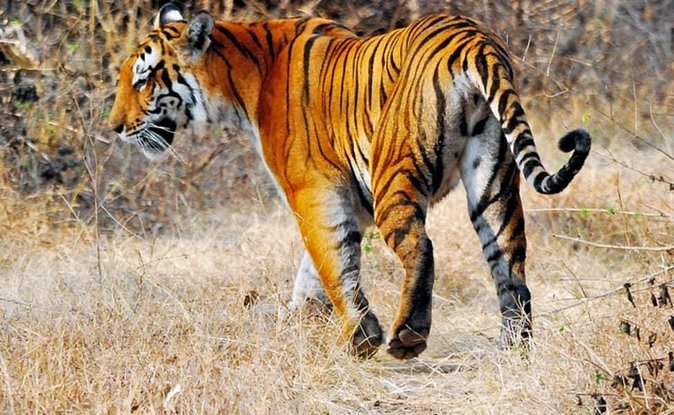 Adventures Ranthambore Wildlife Safari Tour from Delhi with Safari Rides - The Experience in Detail: What You Can Expect