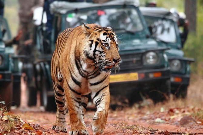 Adventures Ranthambore Wildlife Safari Tour from Delhi with Safari Rides - Authenticity and Practical Tips